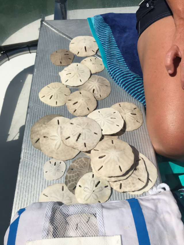 Sand Dollar Island Tour | Suncoast Watersports